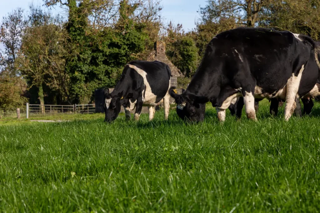 Feeding Livestock: The Benefits of Grass vs Other Feeds